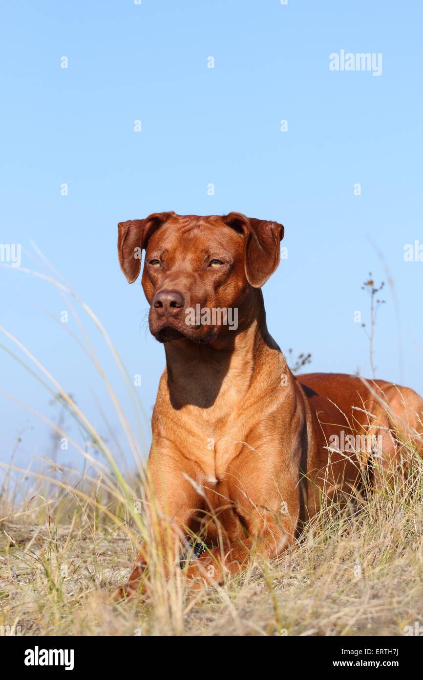 lying Rhodesian Ridgeback Stock Photo - Alamy