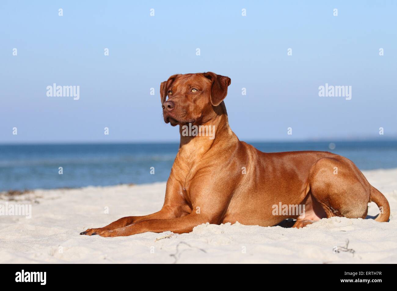 lying Rhodesian Ridgeback Stock Photo - Alamy