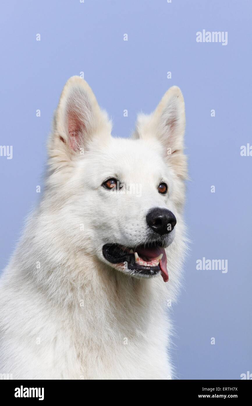 White Swiss Shepherd portrait Stock Photo - Alamy