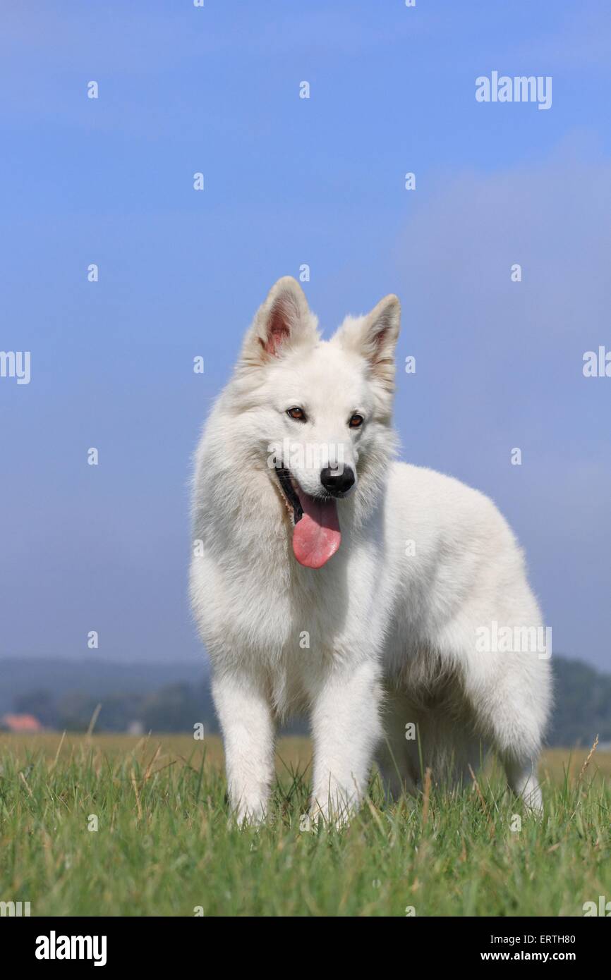 Vertical white swiss shepherd hi-res stock photography and images - Alamy