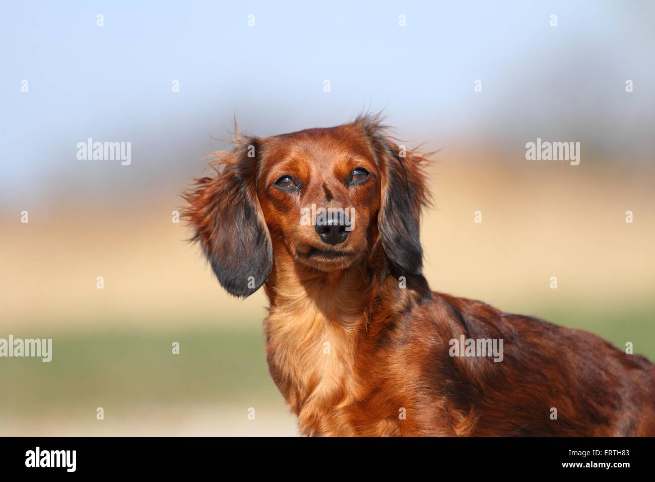 American Miniature Dachshund Portrait Stock Photo - Alamy