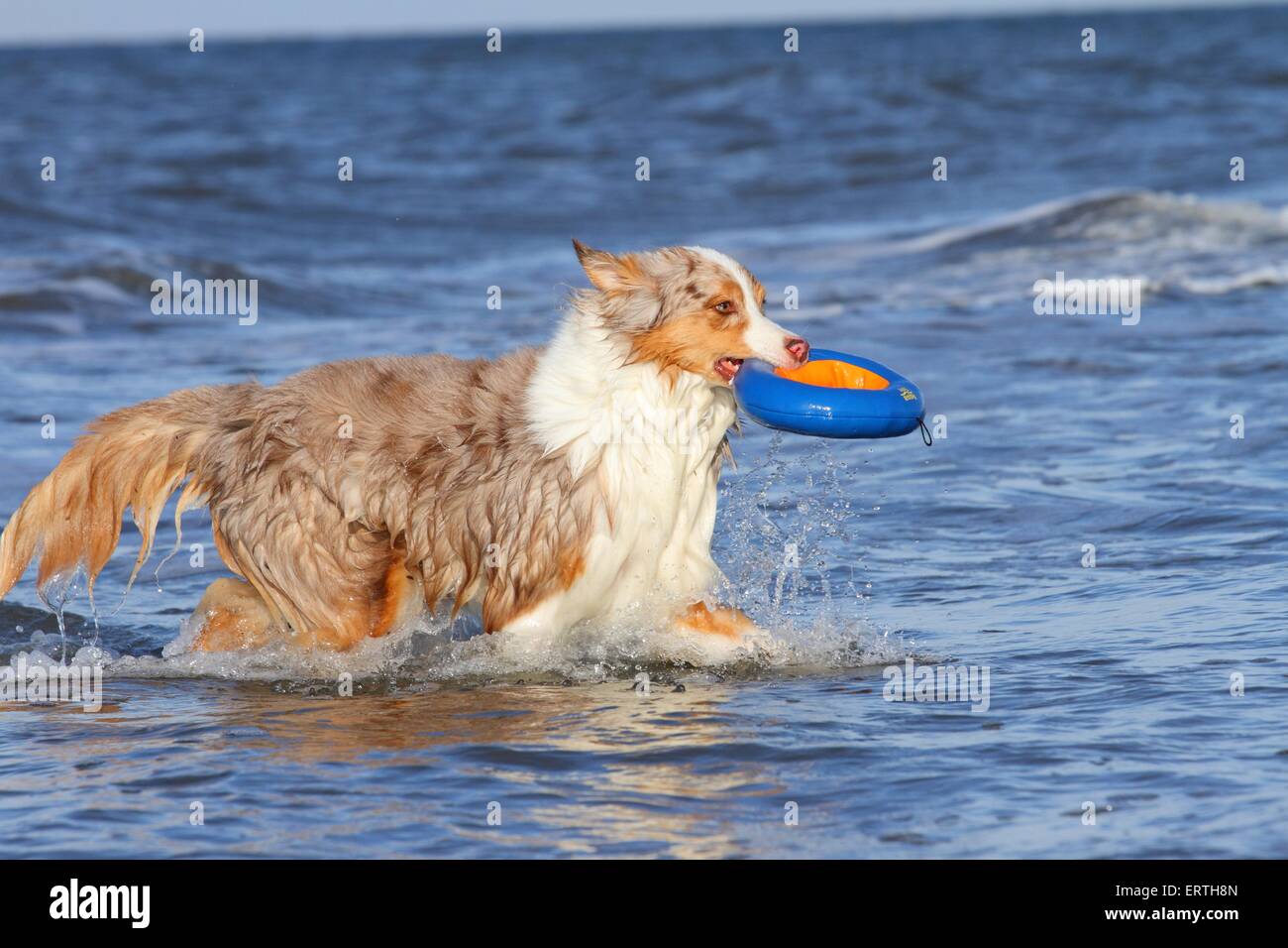 playing Australian Shepherd Stock Photo - Alamy