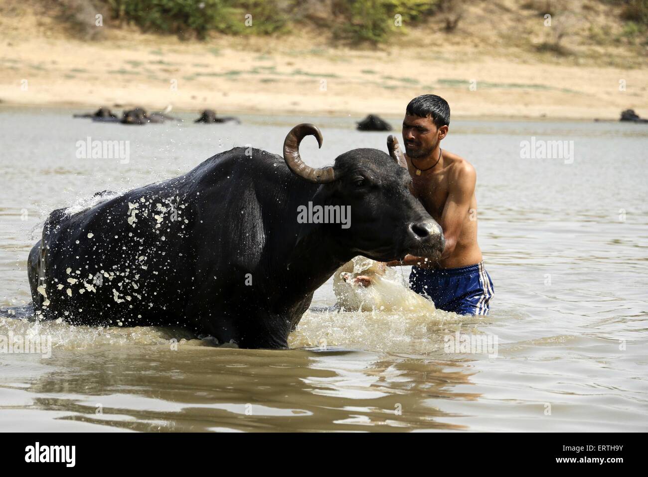 Ajmer, Abkhazia. 08th June, 2015. A farmer bathing his buffalo in a ...