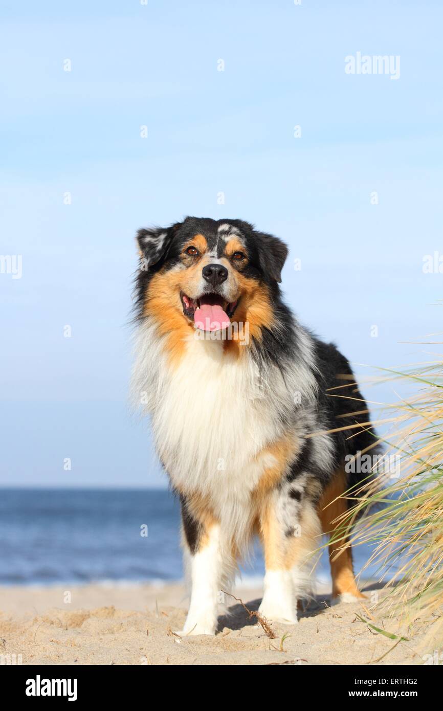 standing Australian Shepherd Stock Photo - Alamy