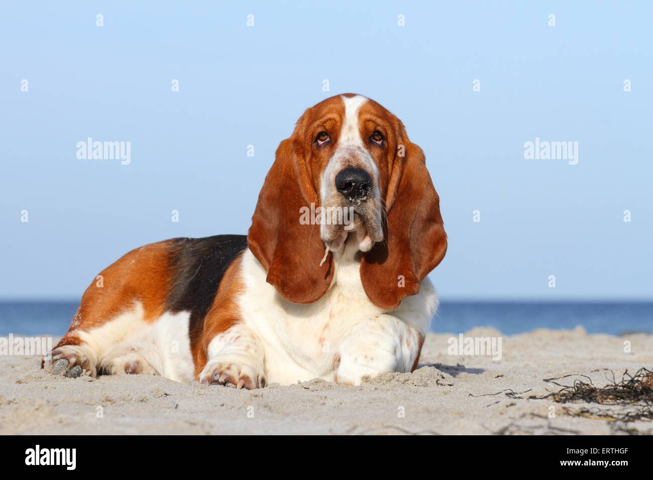 lying Basset Hound Stock Photo - Alamy