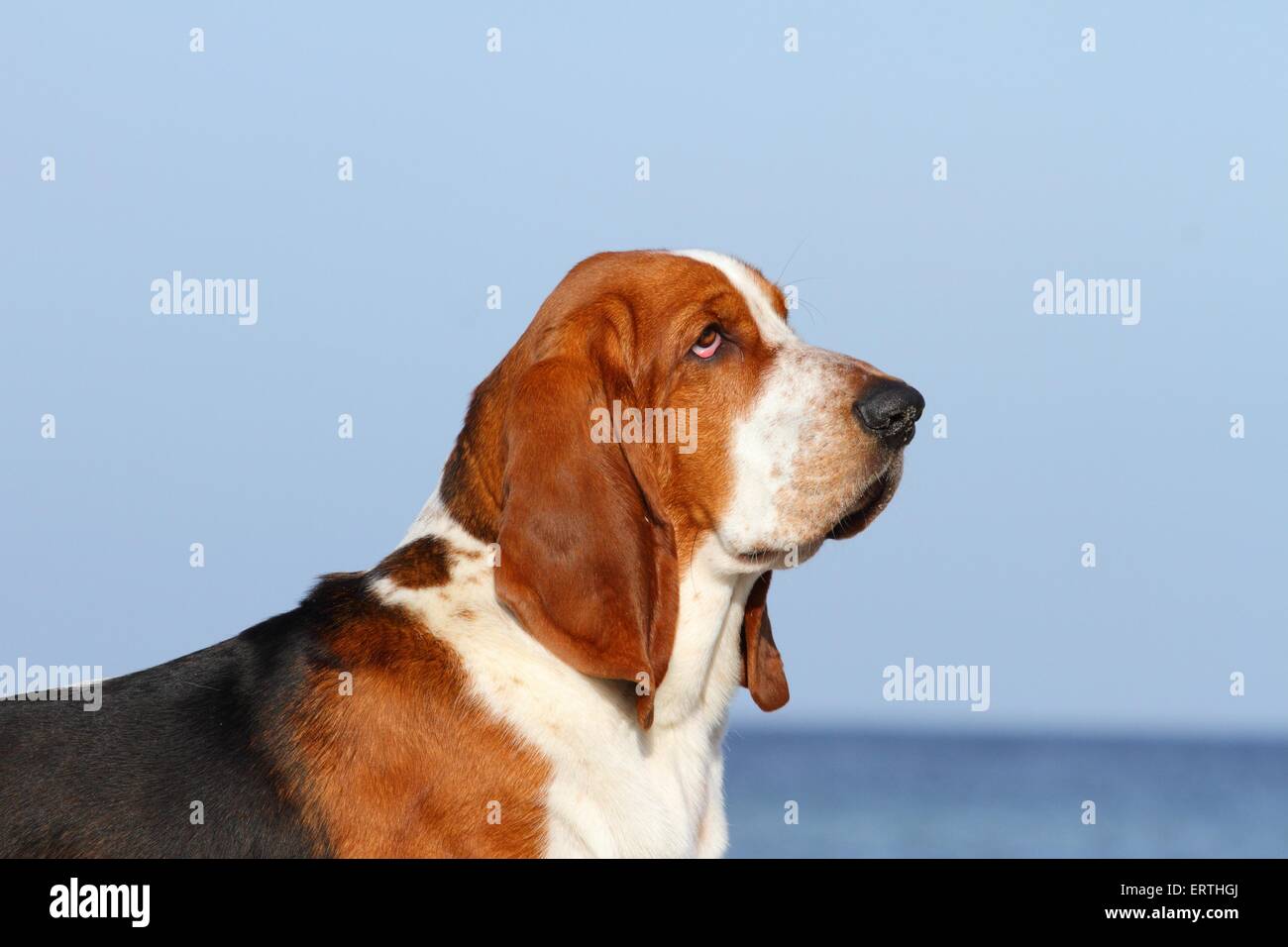 Basset Hound Portrait Stock Photo - Alamy