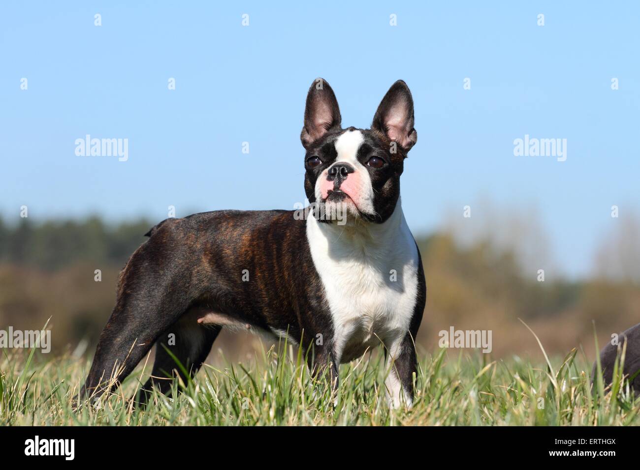 standing Boston Terrier Stock Photo - Alamy