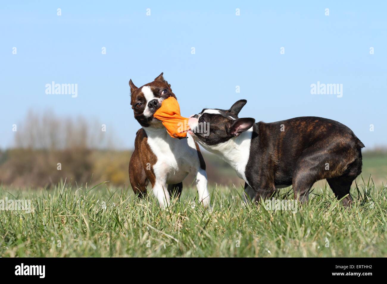 2 Boston Terrier Stock Photo - Alamy