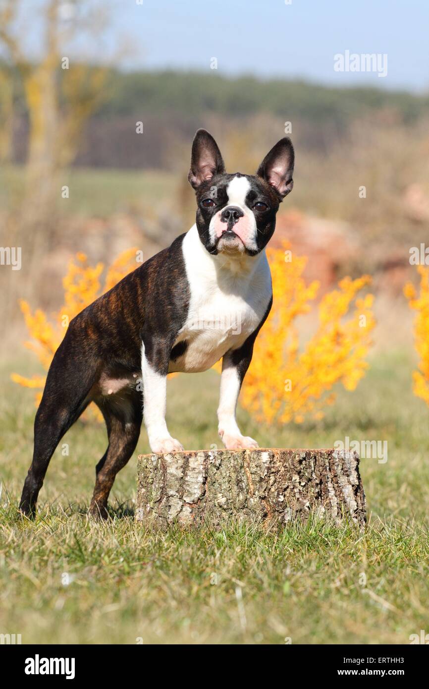 standing Boston Terrier Stock Photo - Alamy