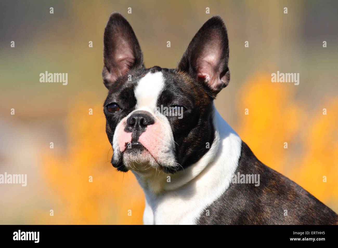 Boston terrier head portrait hi-res stock photography and images - Alamy