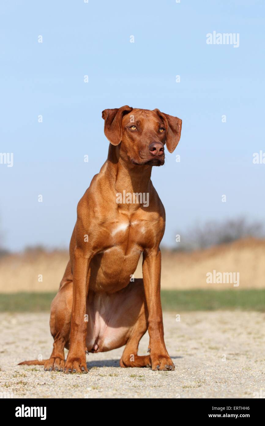 sitting Rhodesian Ridgeback Stock Photo - Alamy