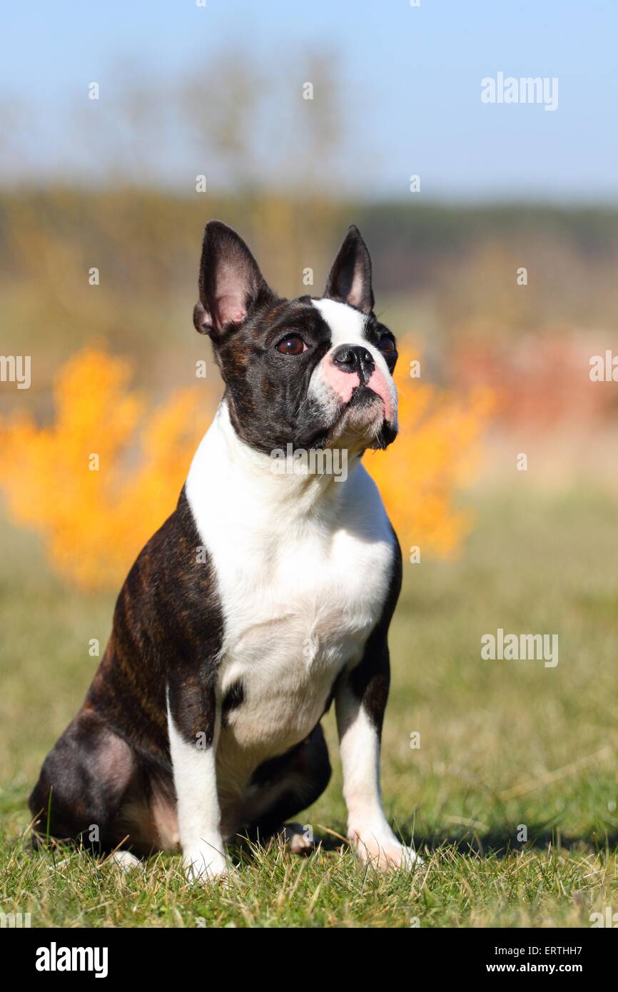 sitting Boston Terrier Stock Photo - Alamy