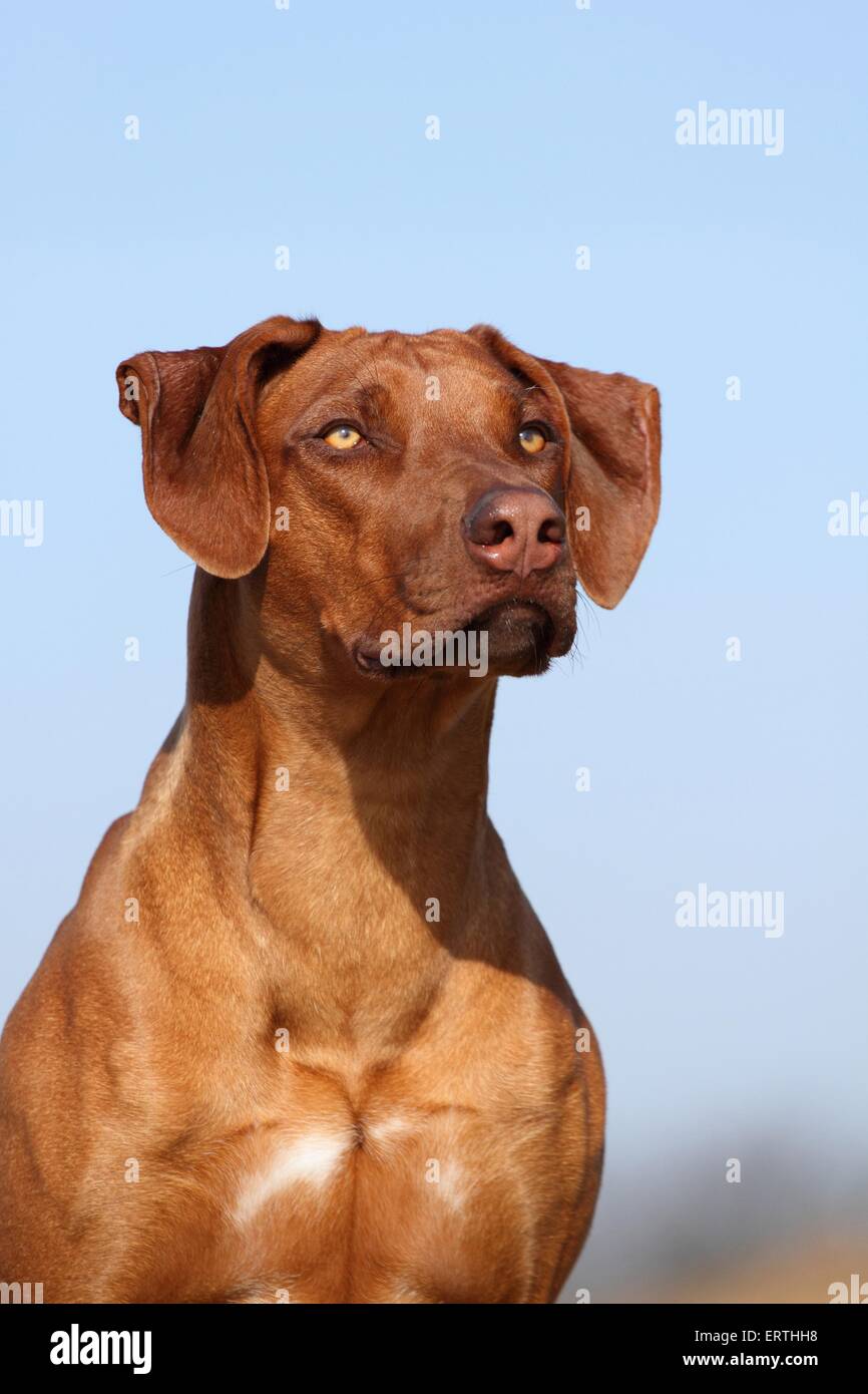 Rhodesian Ridgeback Portrait Stock Photo - Alamy
