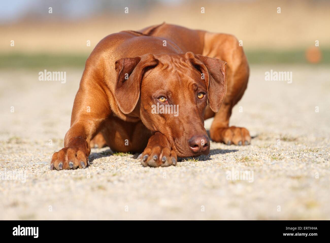 lying Rhodesian Ridgeback Stock Photo - Alamy