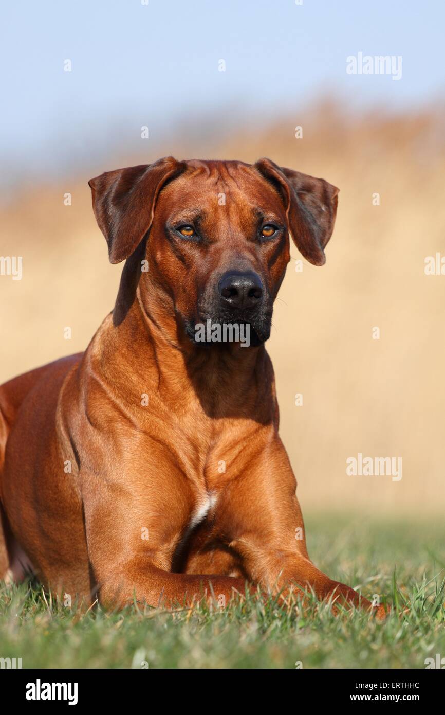 lying Rhodesian Ridgeback Stock Photo - Alamy