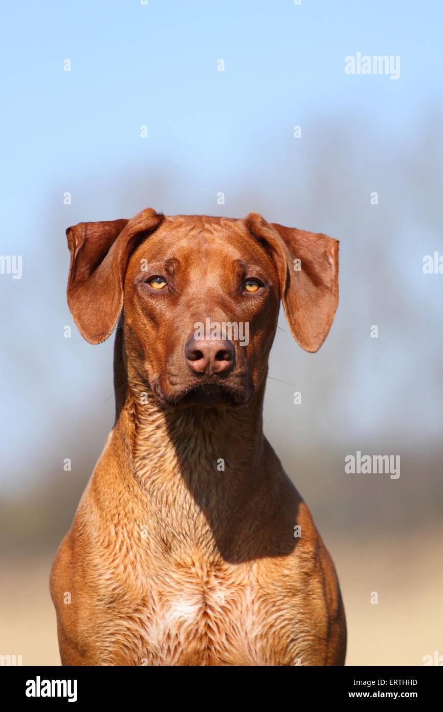 Rhodesian Ridgeback Portrait Stock Photo - Alamy