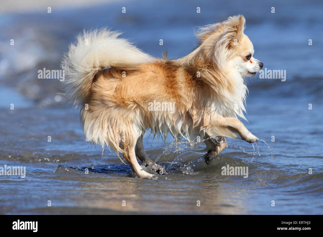 running longhaired Chihuahua Stock Photo - Alamy