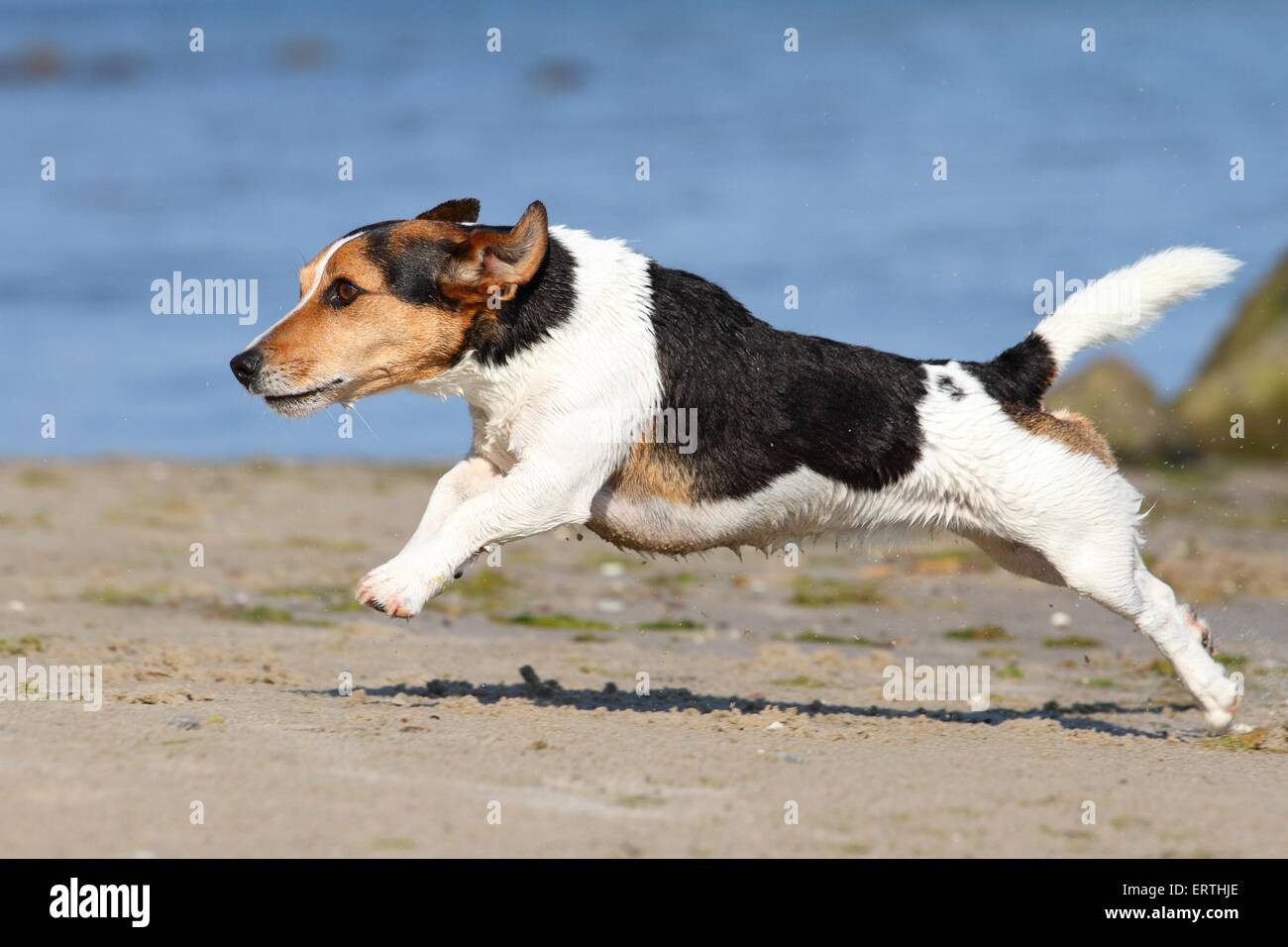 Jack Russell Terrier Mongrel High Resolution Stock Photography and ...