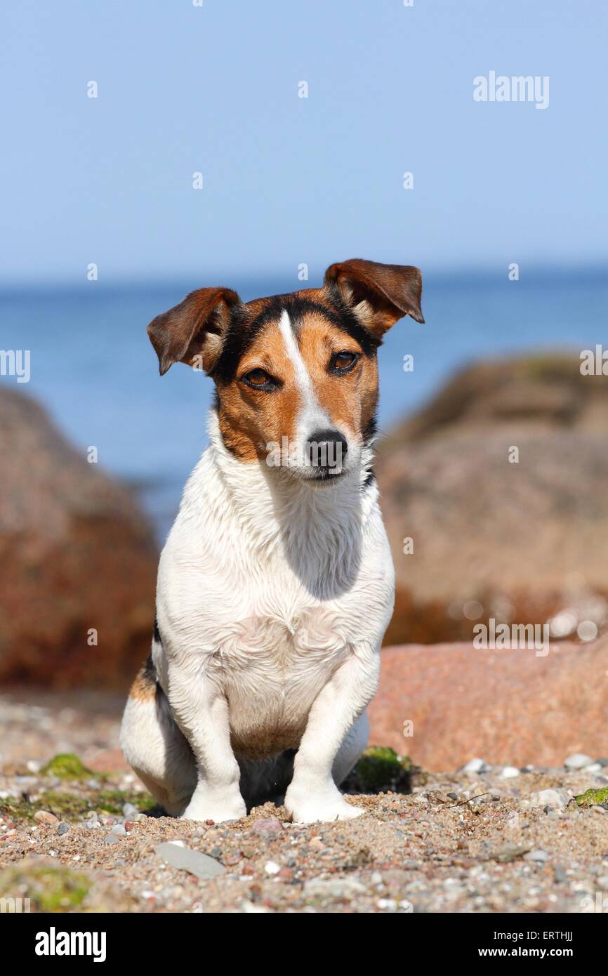 Jack rocks hi-res stock photography and images - Alamy