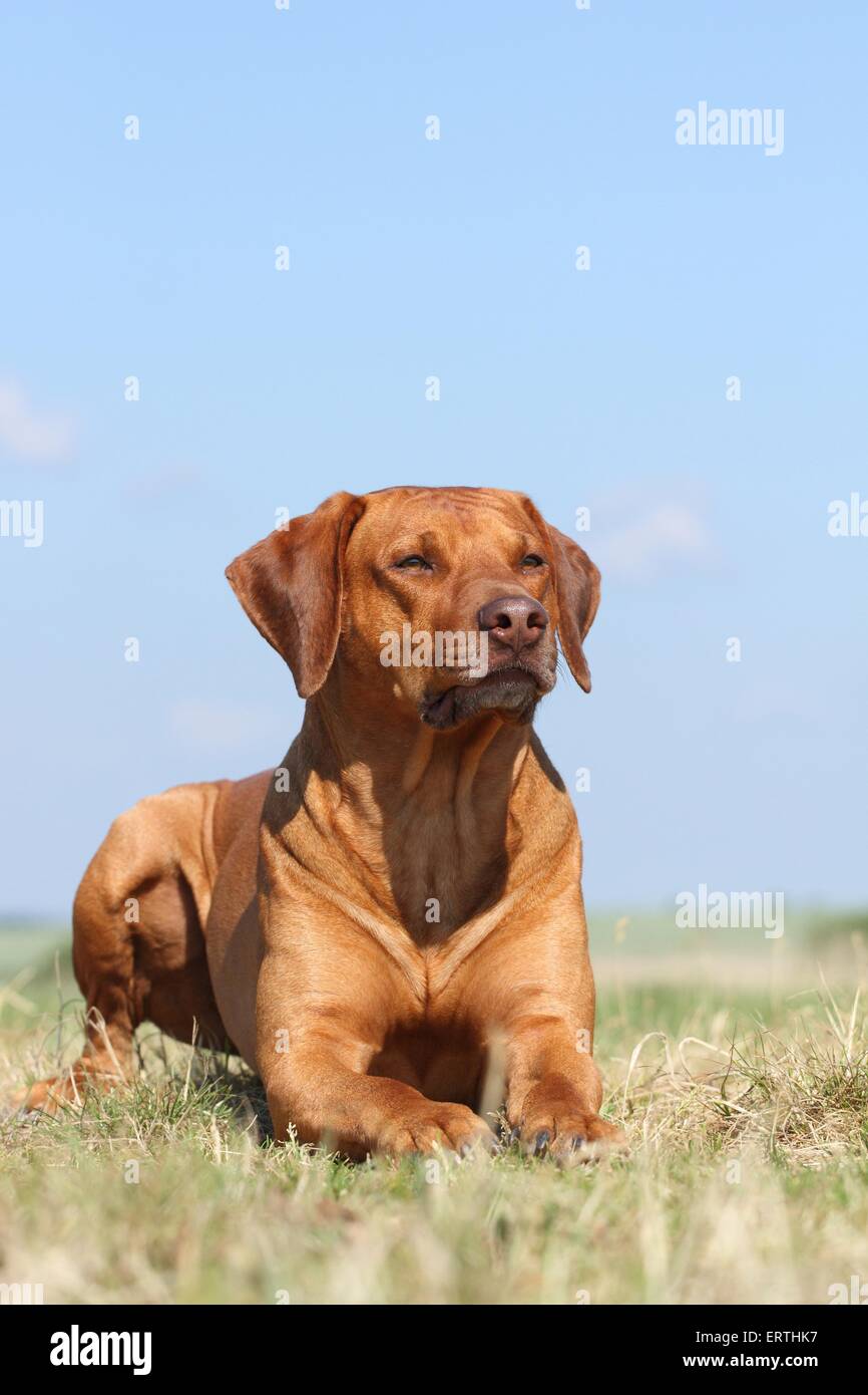 lying Rhodesian Ridgeback Stock Photo - Alamy