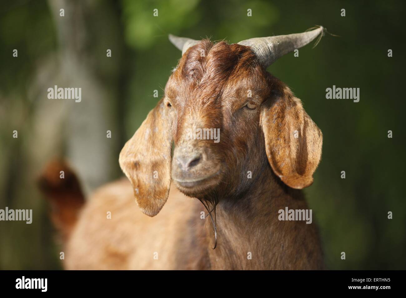 Lop eared goat hi-res stock photography and images - Alamy