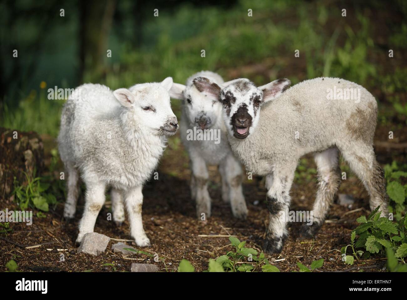 Crying lamb sheep hi-res stock photography and images - Alamy