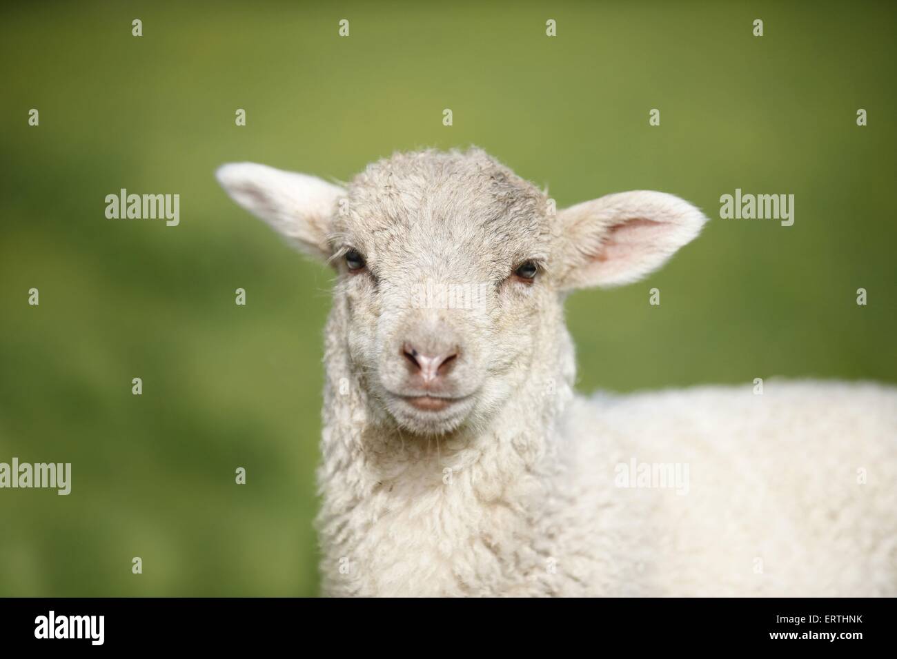 Heads of lamb hi-res stock photography and images - Alamy