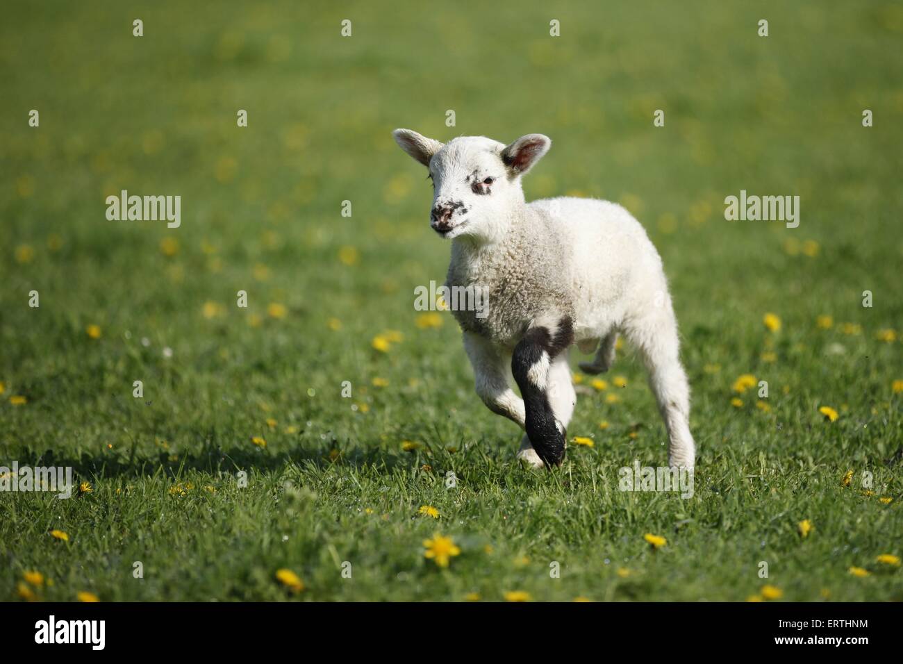 Baby lamb running hi-res stock photography and images - Alamy