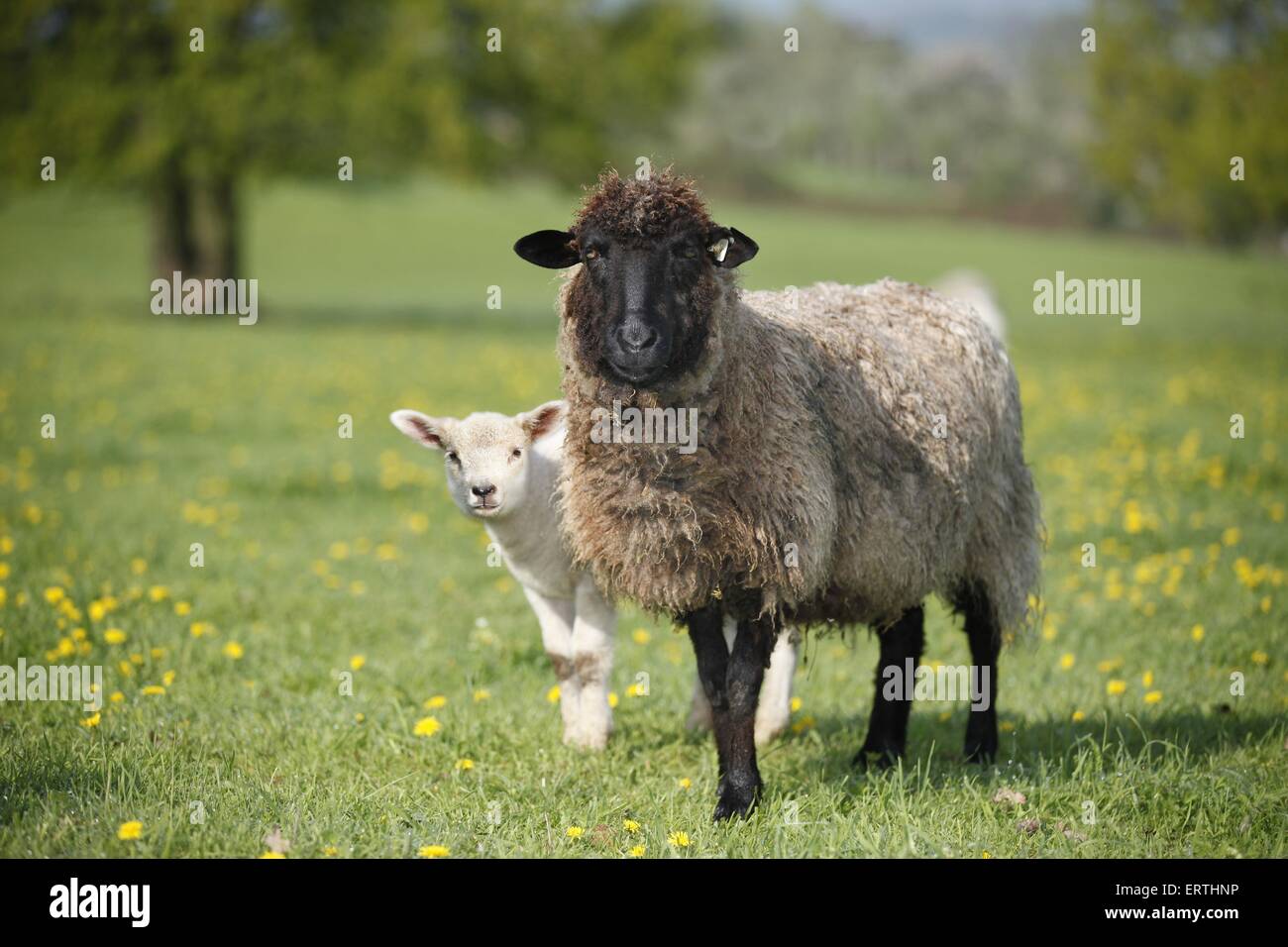 Female lamb hi-res stock photography and images - Alamy