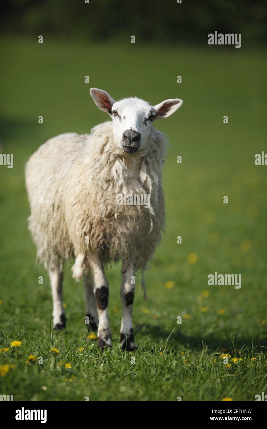 Nature animals sheep hi-res stock photography and images - Alamy