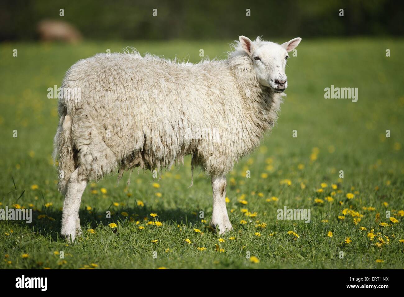 Sheep with flower hi-res stock photography and images - Alamy