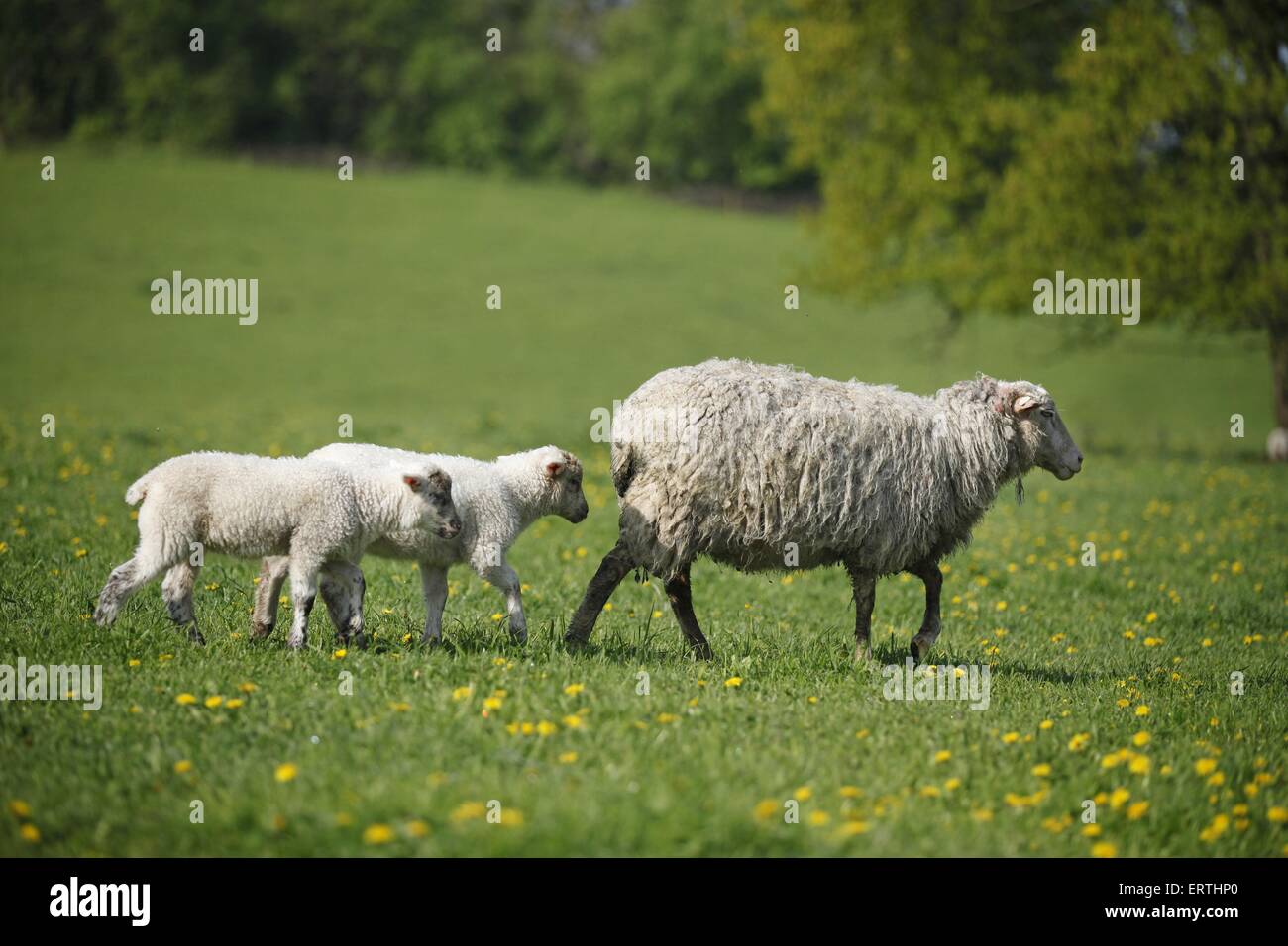 sheep with lamb Stock Photo - Alamy