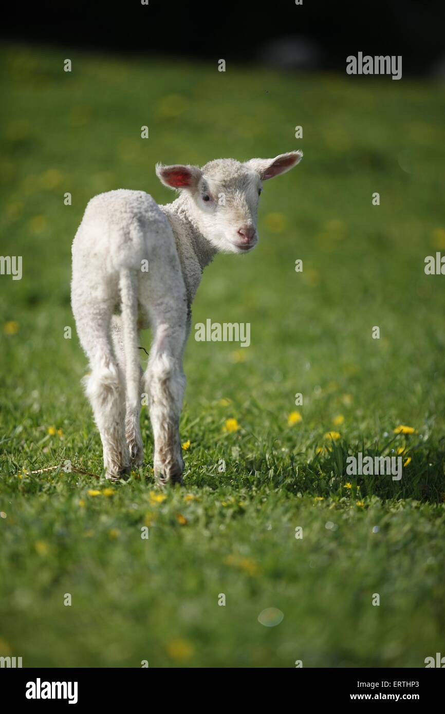 Rear view of sheep hi-res stock photography and images - Alamy