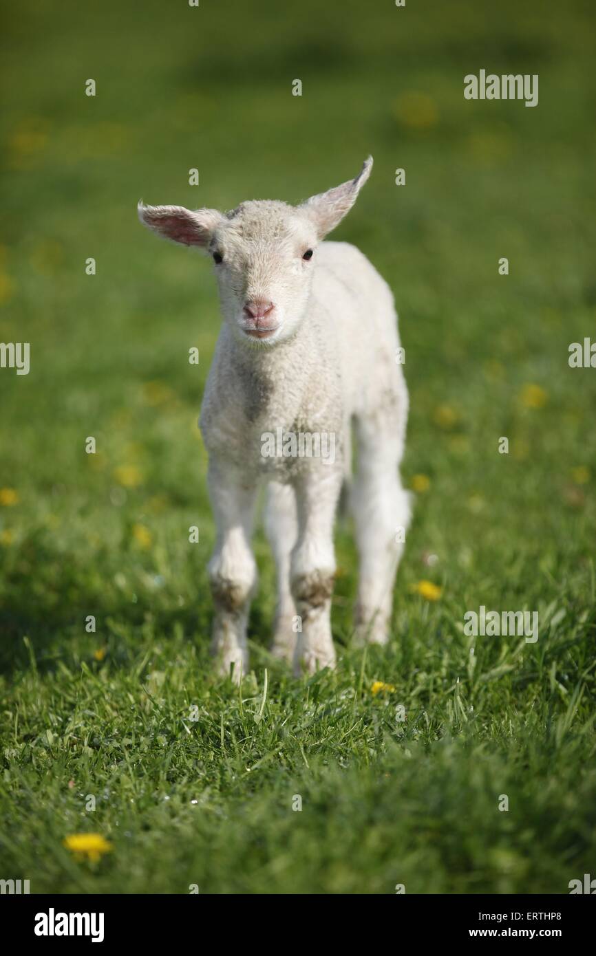 Sunny lamb hi-res stock photography and images - Alamy