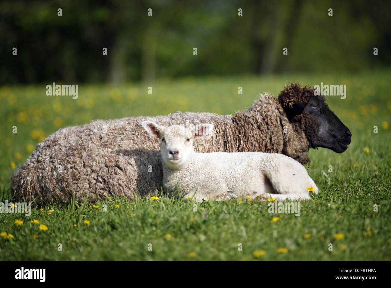 Domestic sheep side profile hi-res stock photography and images - Alamy