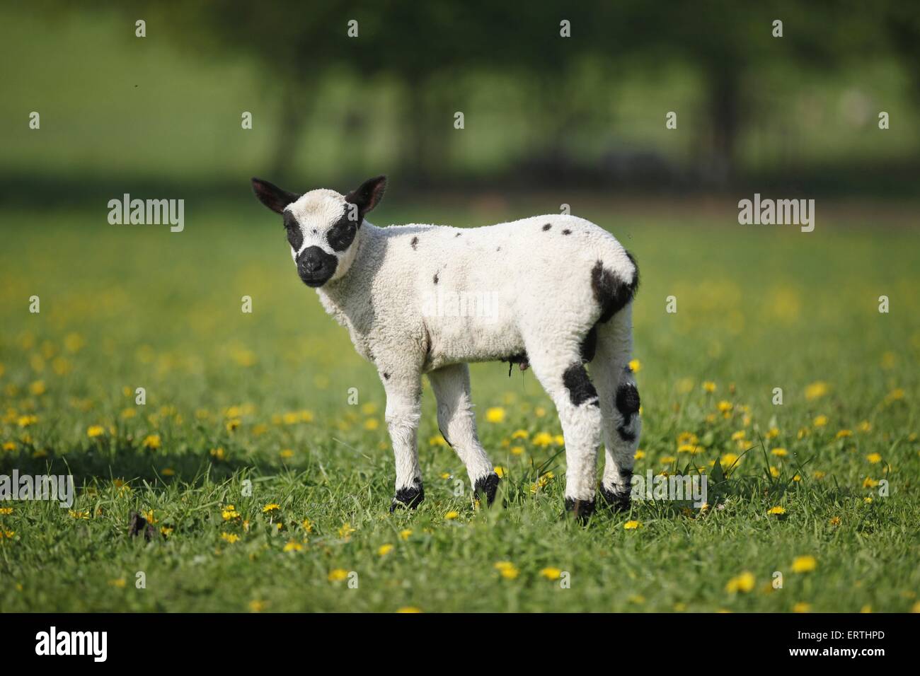 W w lamb hi-res stock photography and images - Alamy