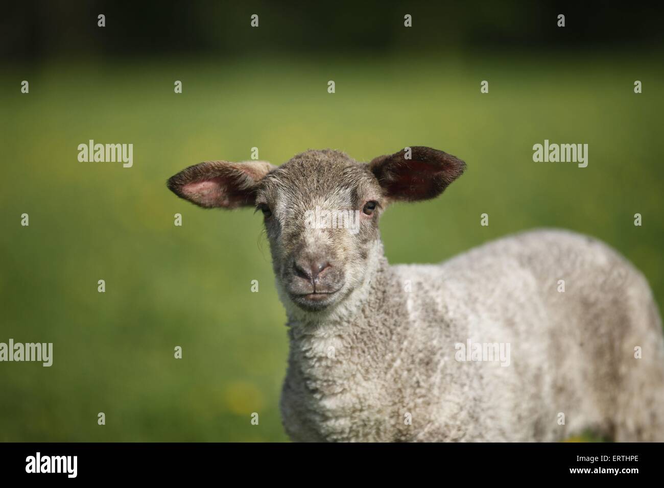 Side view of a lamb hi-res stock photography and images - Alamy