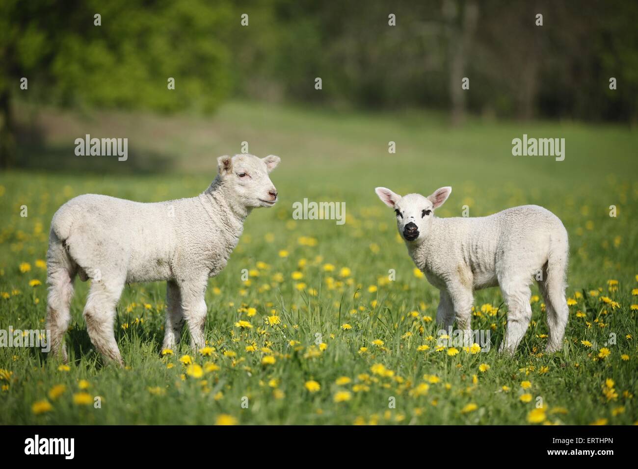 Sheep with flower hi-res stock photography and images - Alamy