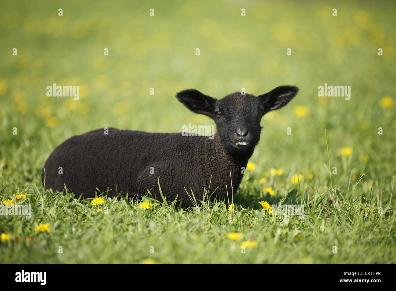 Dark lambs hi-res stock photography and images - Alamy
