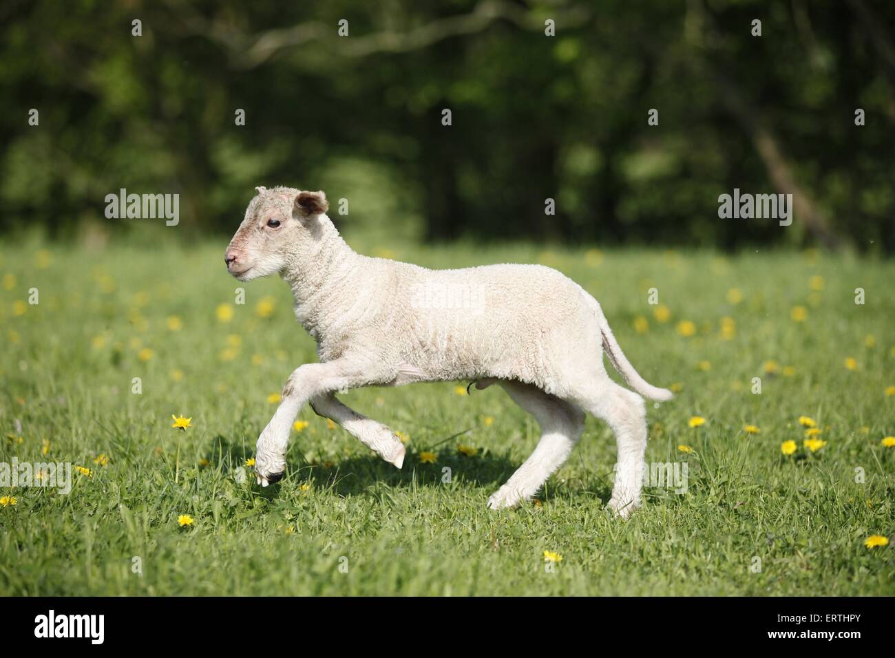 Domestic sheep side profile hi-res stock photography and images - Alamy