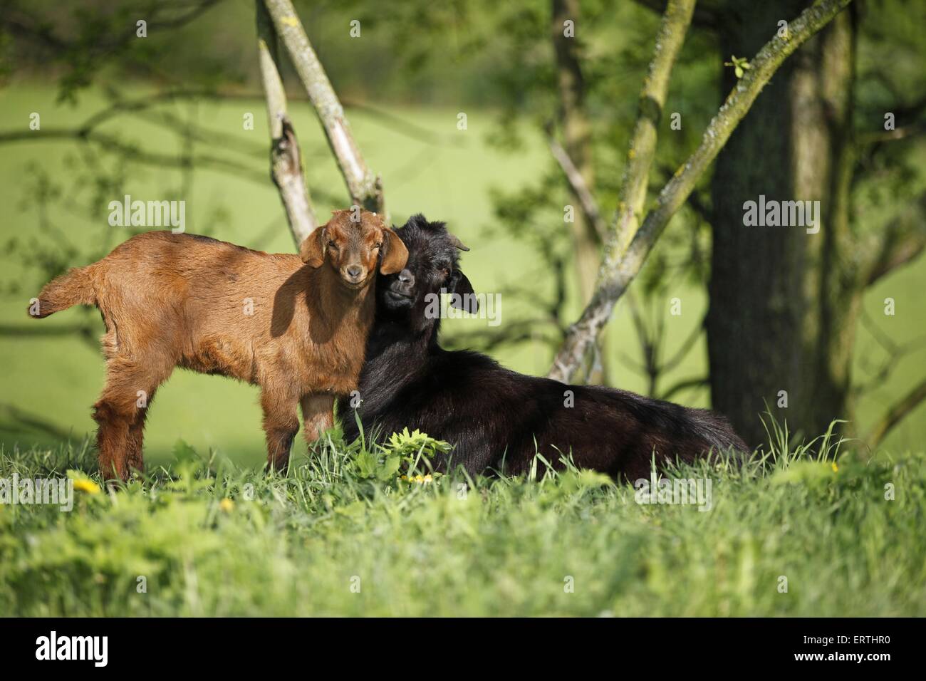Baby goat mother hi-res stock photography and images - Alamy