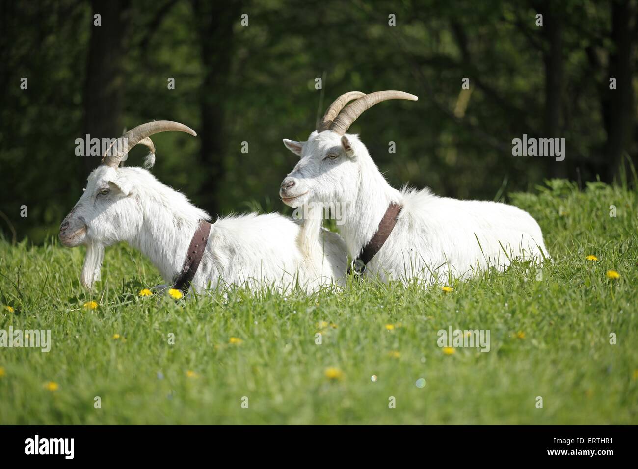 Side view of goat hi-res stock photography and images - Alamy