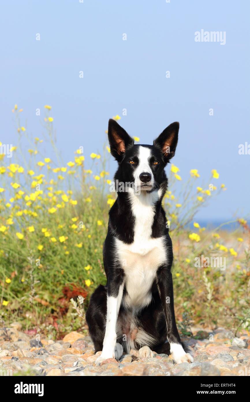 sitting Border Collie Stock Photo - Alamy