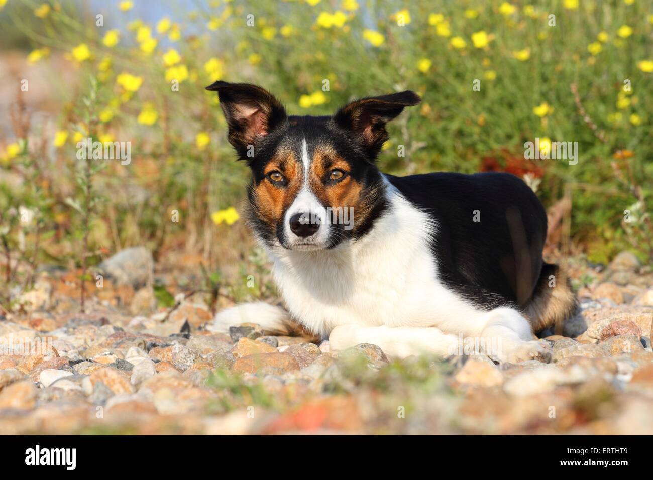 Shorthaired border collie hi-res stock photography and images - Alamy