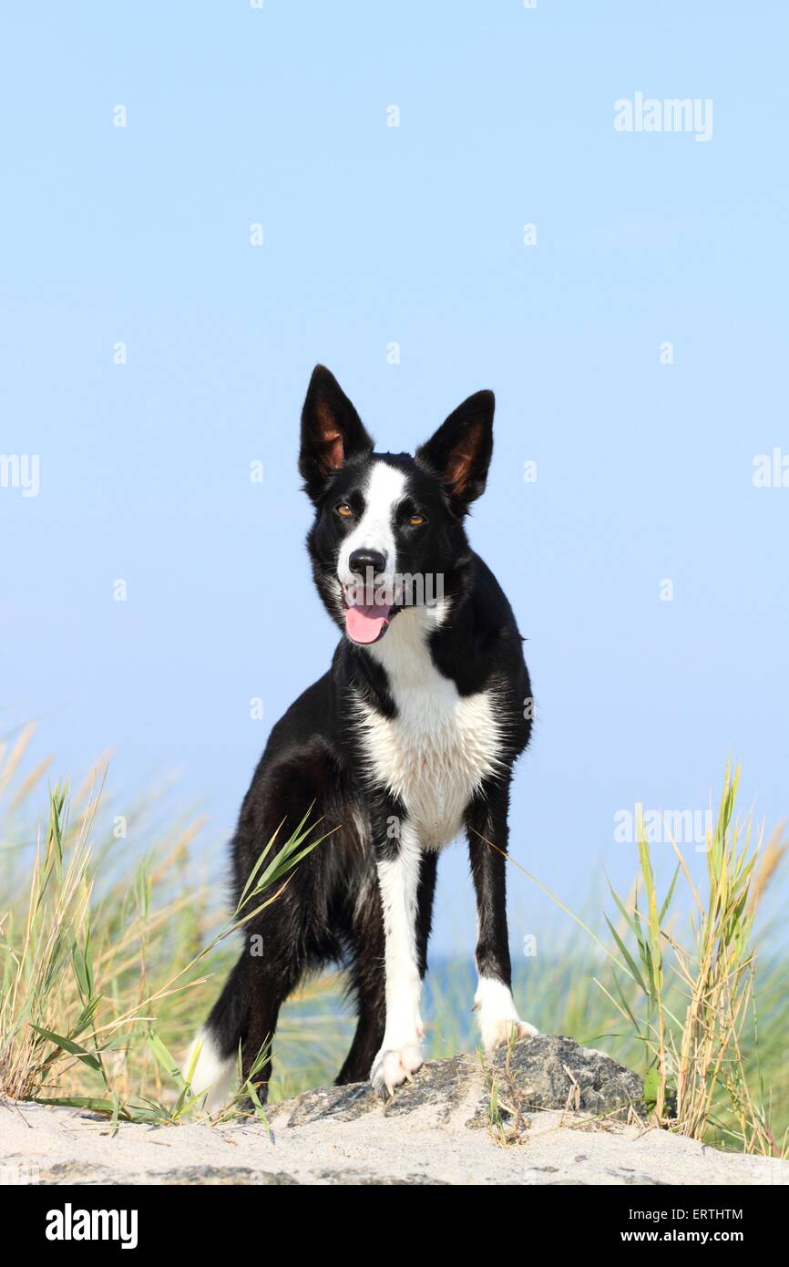 standing Border Collie Stock Photo - Alamy