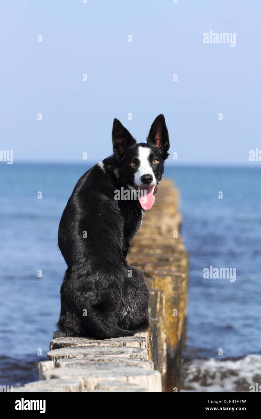 Border Collie Back High Resolution Stock Photography and Images - Alamy