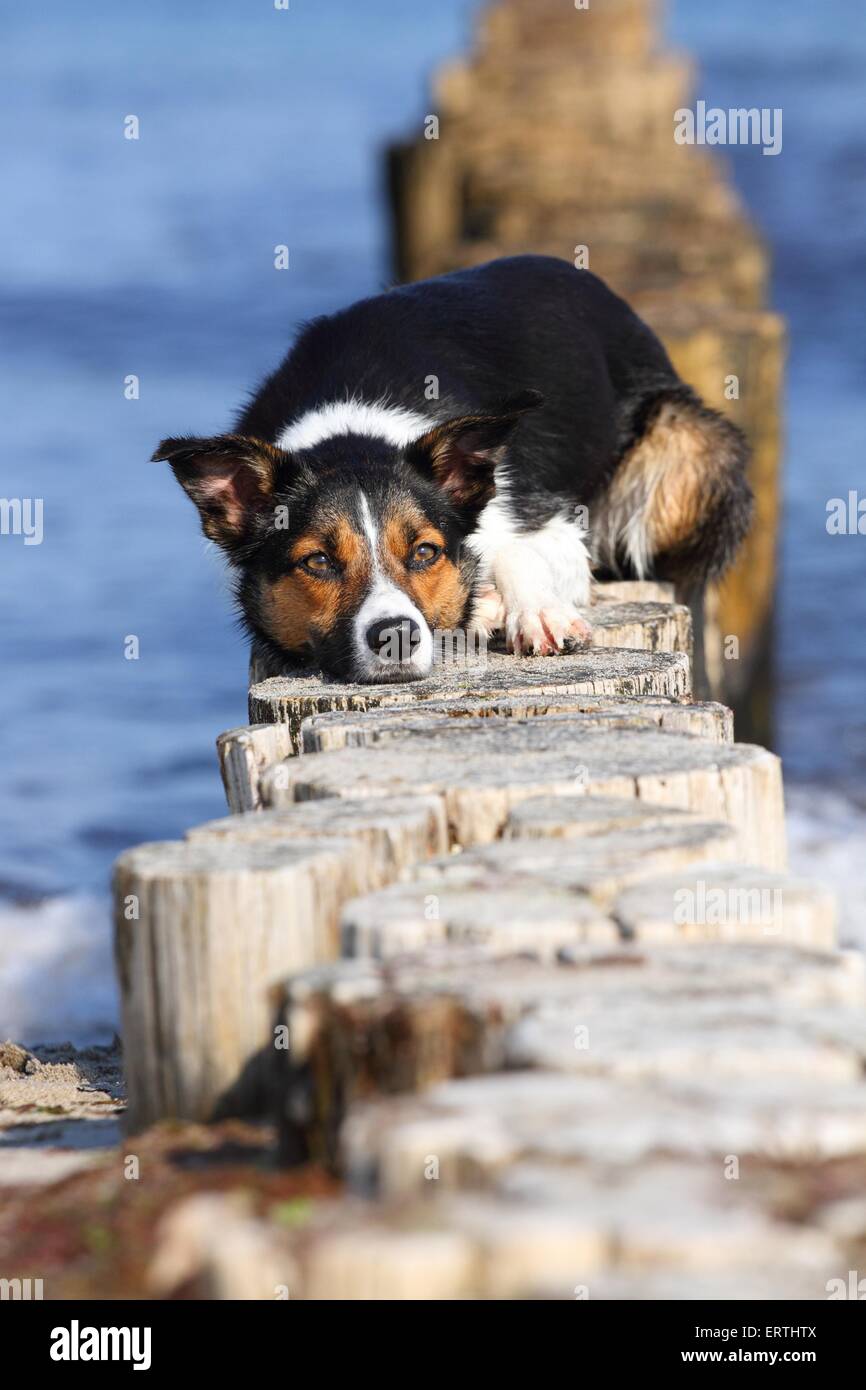 Border collie laying down hi-res stock photography and images - Alamy