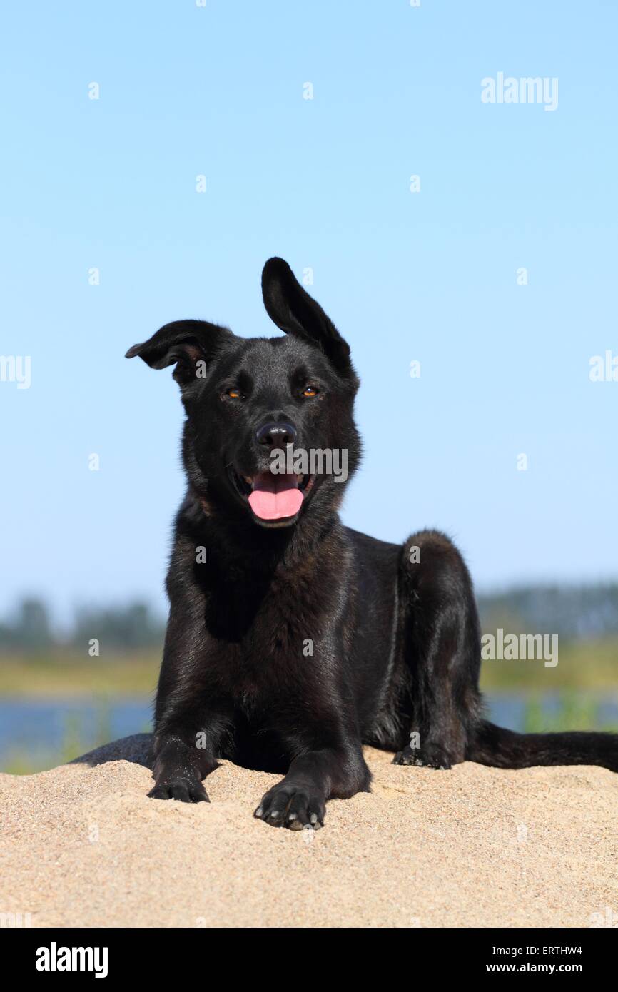 Labrador shepherd hi-res stock photography and images - Alamy