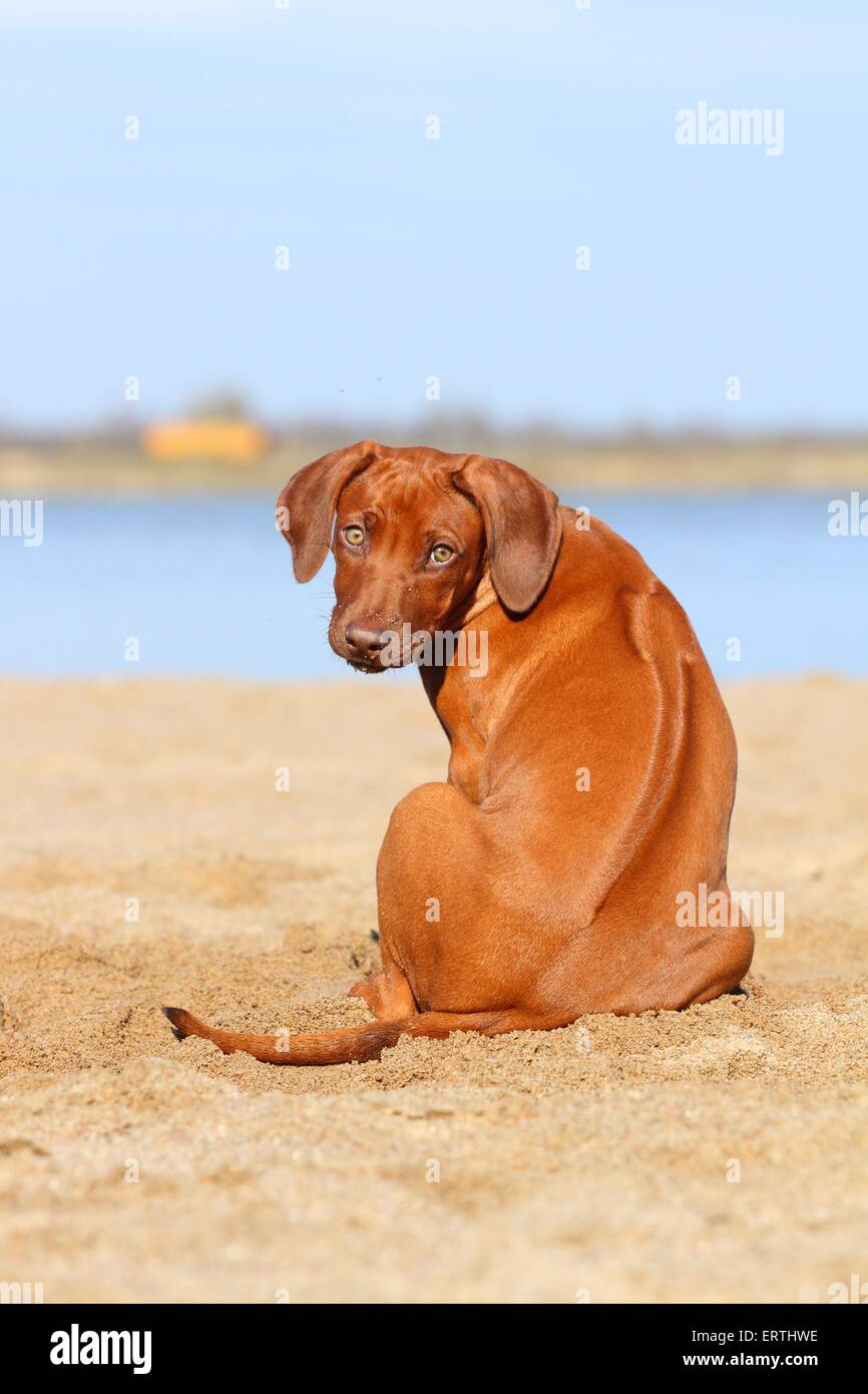 young Rhodesian Ridgeback Stock Photo - Alamy