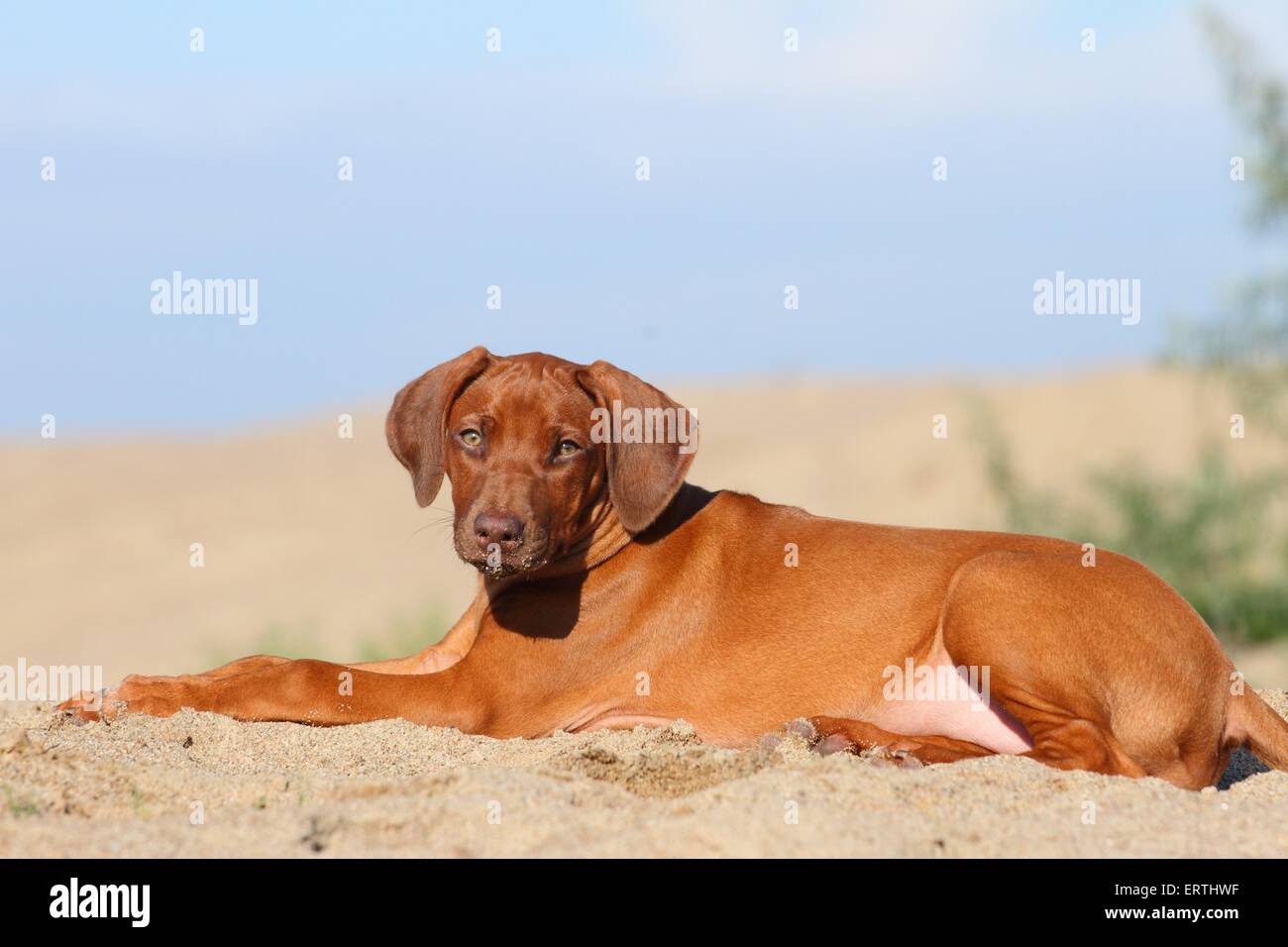 young Rhodesian Ridgeback Stock Photo - Alamy